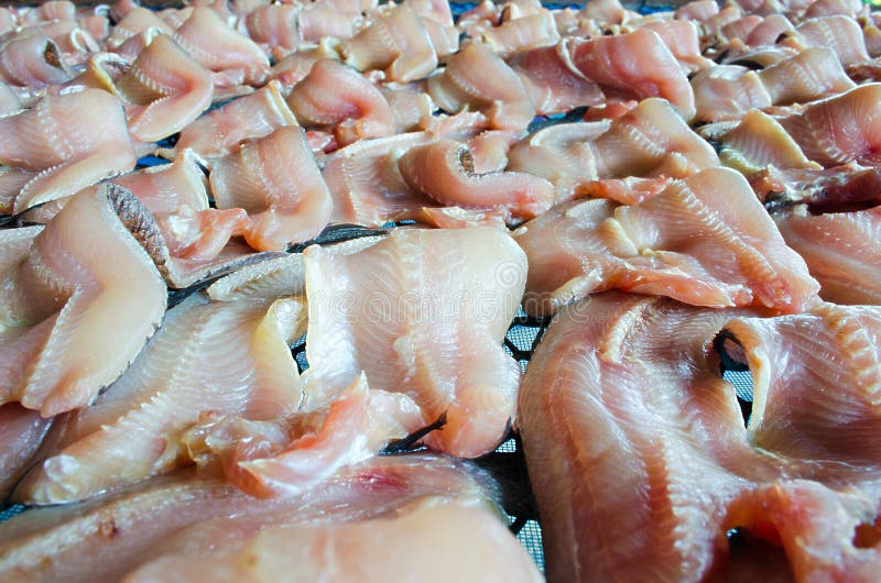 Preserving Dried Snake-head Fish with Sun Stock Photo - Image of ...