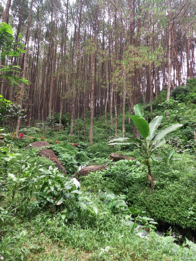 Preserving Nature by Planting Pine Trees Stock Photo - Image of trees ...