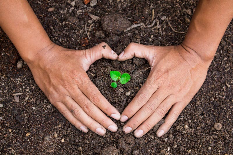 Preserving Trees Natural Treatments Be Done with Two Hands. Stock Image ...
