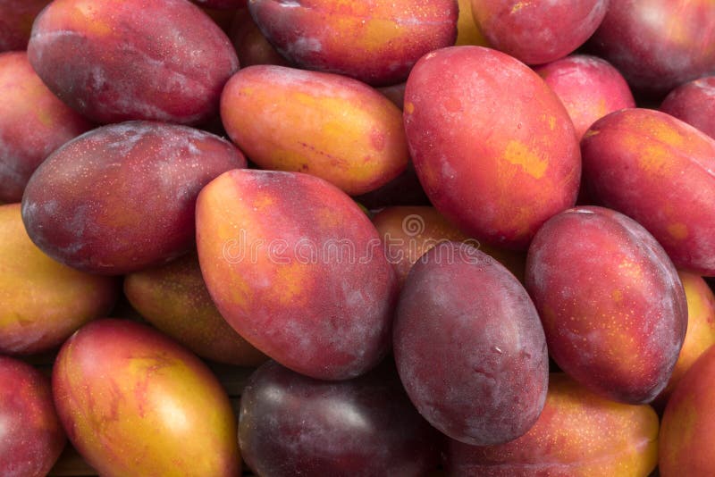 Prunes President, Fruitfruit Stock Image - Image of organic, food ...