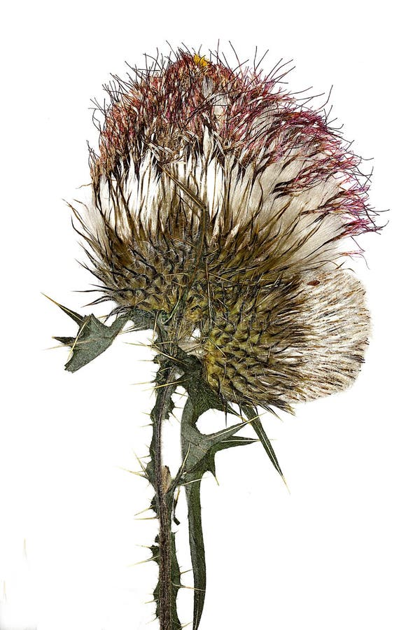 5,378 Tistel Foton - Gratis och royaltyfria stockfoton från Dreamstime