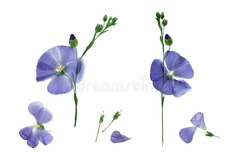 Flower of Flax stock photo. Image of wild, linum, rubrum - 39890308