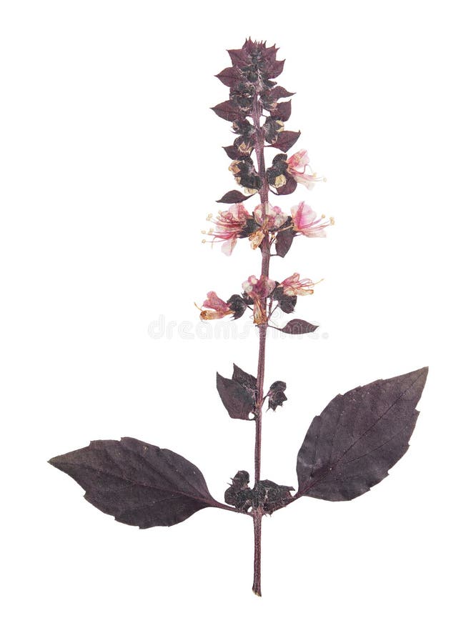 Pressed and Dried Flower Basil, Isolated on White Background. for Use ...