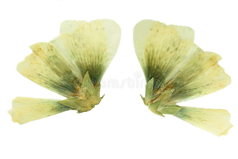 Pressed and Dried Flower Mallow (malva). Stock Photo - Image of close ...