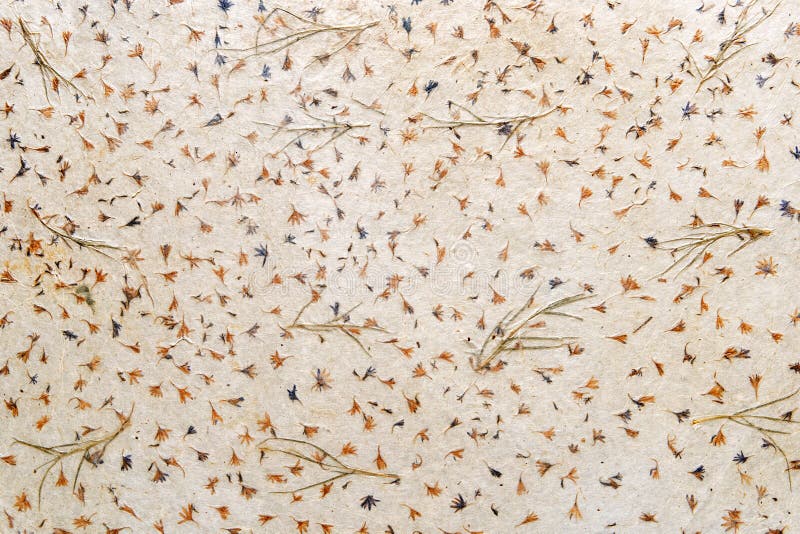 Pressed Dried Flower Paper Background Stock Image - Image of beige ...