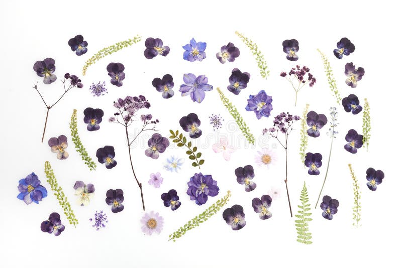 Pressed Dried Flower Pattern Isolated on White Background Stock Image ...
