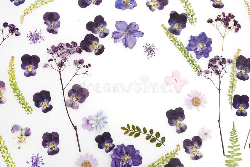 Pressed Dried Flower Pattern Isolated on White Background Stock Image ...