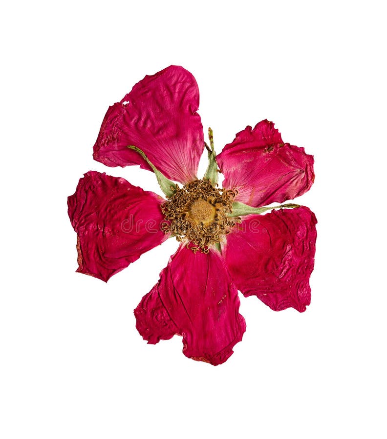 Pressed and Dried Flower Wild Rose Stock Photo - Image of background ...