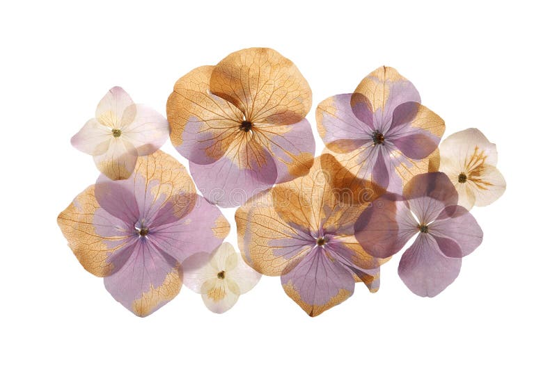 Pressed Dried Hydrangea Flowers on White Background, Top View ...