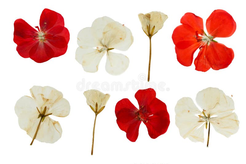 Pressed and Dried Red and White Flowers of Geranium Stock Image - Image ...