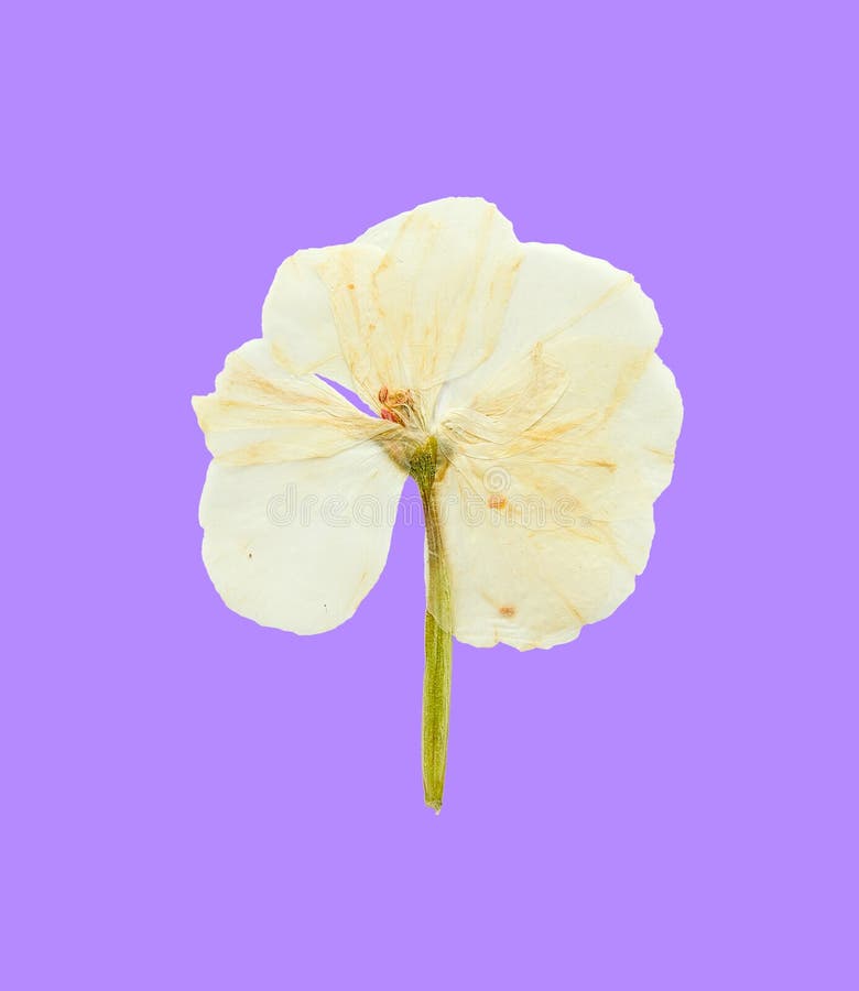 Pressed and Dried White Geranium Flower on Blue Background. Stock Photo ...