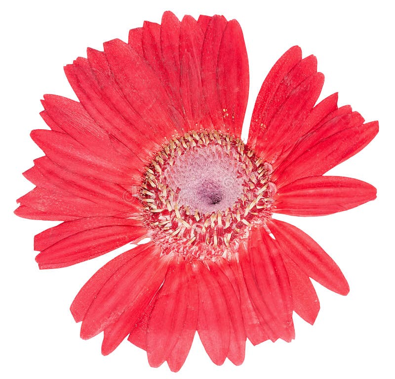 Red Head Gerbera Flowers Close-up with Copy Spice for Postcard Text ...