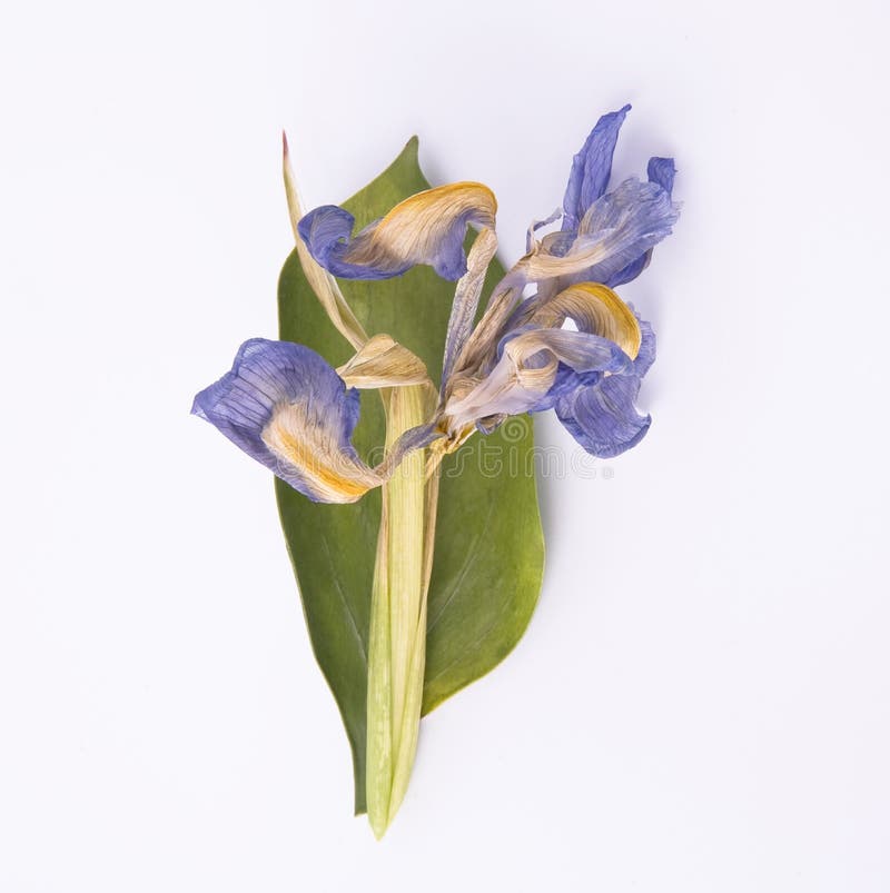 Pressed flower Iris. stock image. Image of thin, dried - 49967769