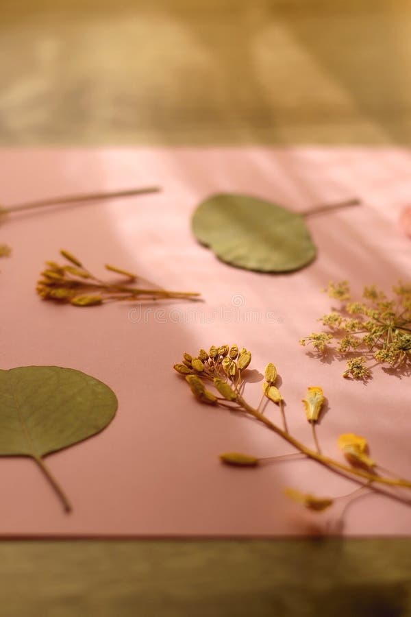 Pressed Flowers stock photo. Image of depth, daucus - 240975704