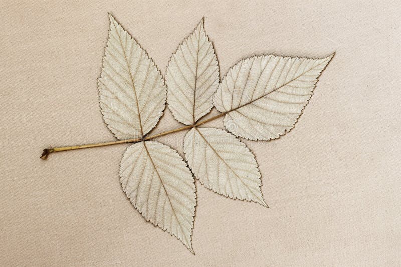 Pressed Leaf Rests on Paper Surface, Natural Patterns, Textures Stock ...