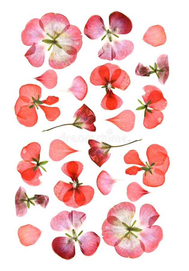 Pressed Multicolour Geranium Set Perspective. Dry Delicate Isol Stock ...
