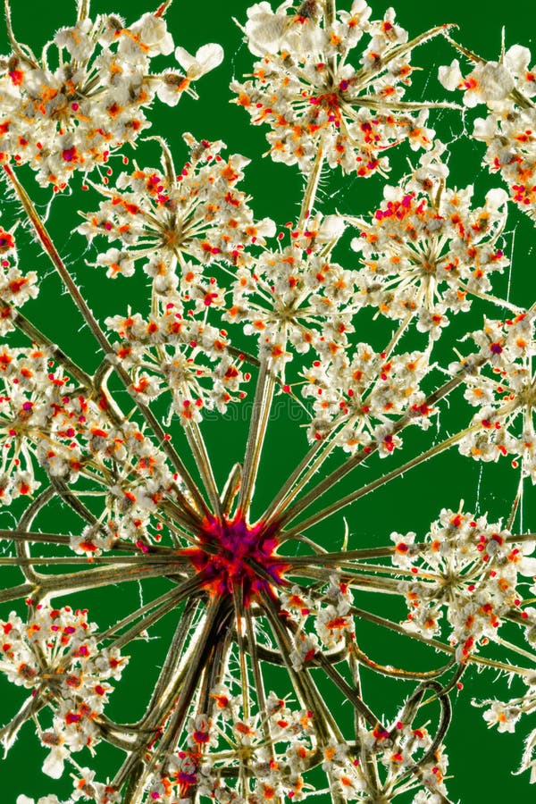 Pressed plant stock photo. Image of details, buds, leaves - 43942152