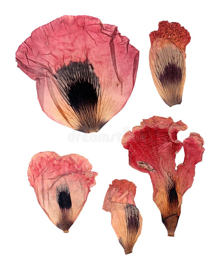 Pressed poppy flower stock photo. Image of blossom, autumn - 4019732
