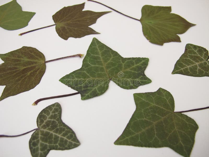 Pressed and Preserved Ivy Leaves Stock Photo - Image of pressing ...