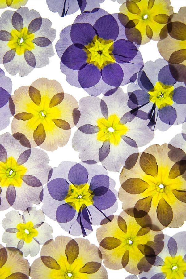 Primroses stock image. Image of defocused, leaves, primrose - 53202359