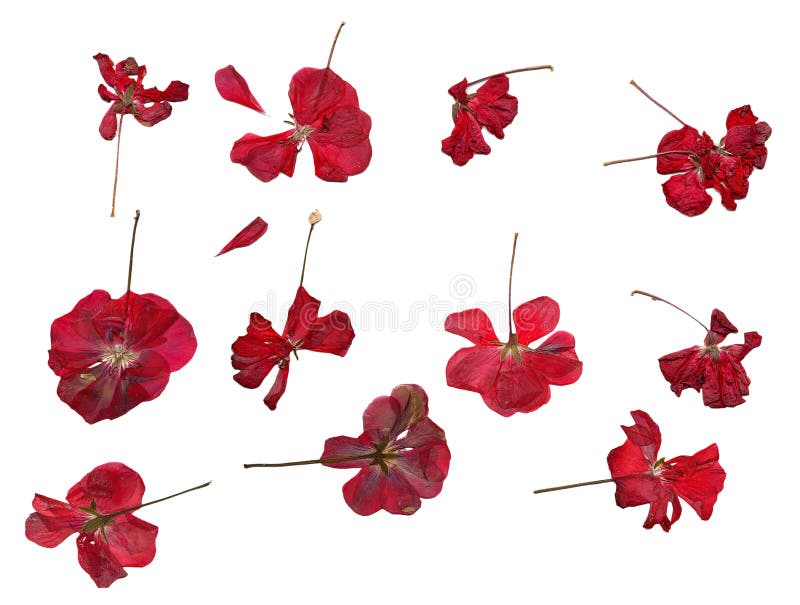 Pressed Red Geranium Set Isolated Stock Photo - Image of botany ...