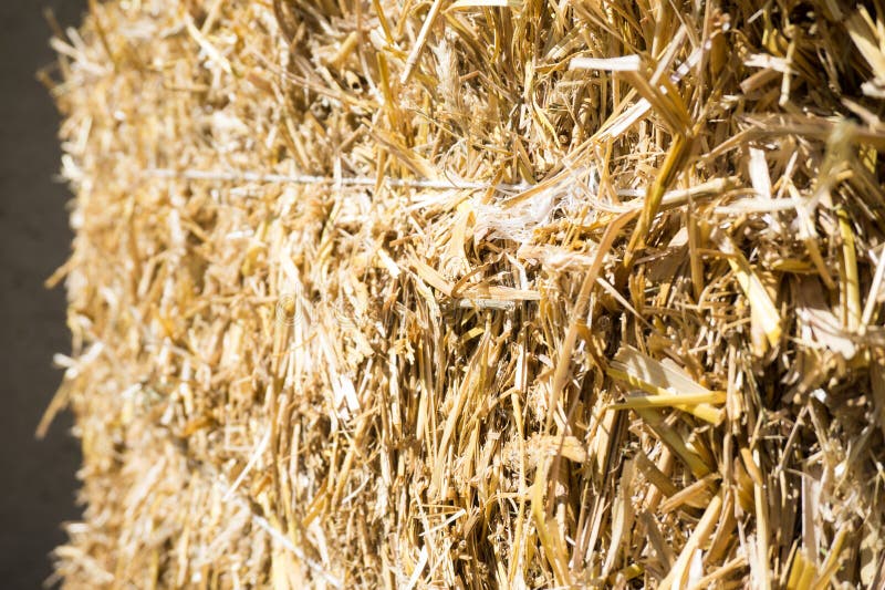 Pressed rye straw stock image. Image of threshed, background - 70678341