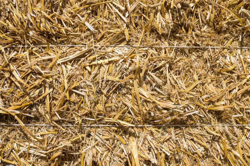 Pressed rye straw stock photo. Image of threshed, haymaking - 70678408