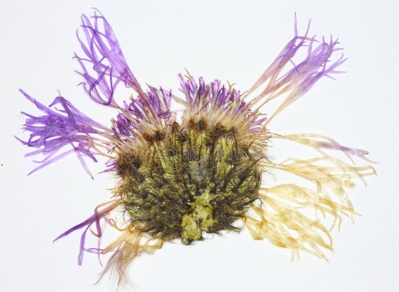 Pressed thistle stock image. Image of species, thistle - 78658307