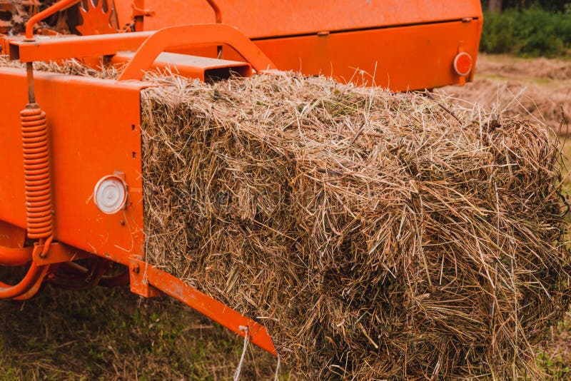 Pressing Hay into Bales, Old Working Press, Harvesting and Harvesting ...