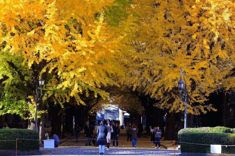 A Prestigious University of Tokyo Campus Japan Dec 7 2024 Editorial ...