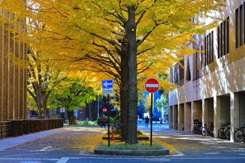 A Prestigious University of Tokyo Campus Japan Dec 7 2024 Editorial ...