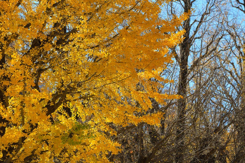 A Prestigious University of Tokyo Campus Japan Dec 7 2024 Editorial ...