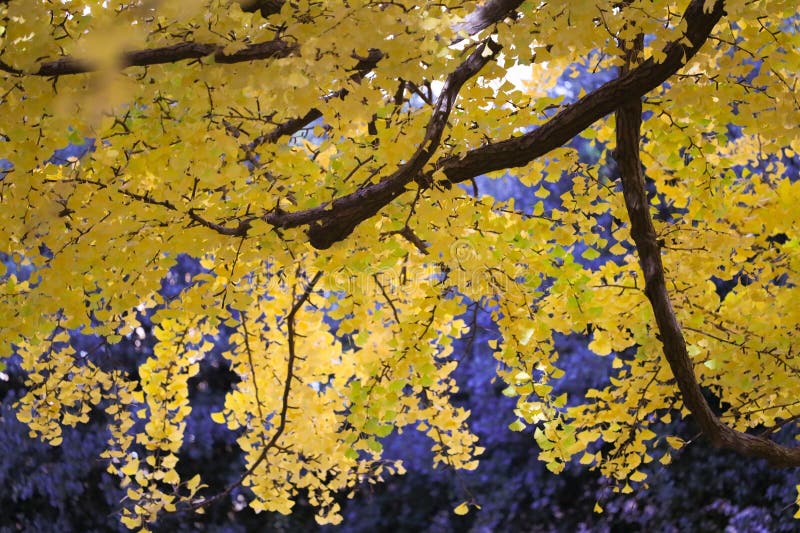 A Prestigious University of Tokyo Campus Japan Dec 7 2024 Stock Photo ...