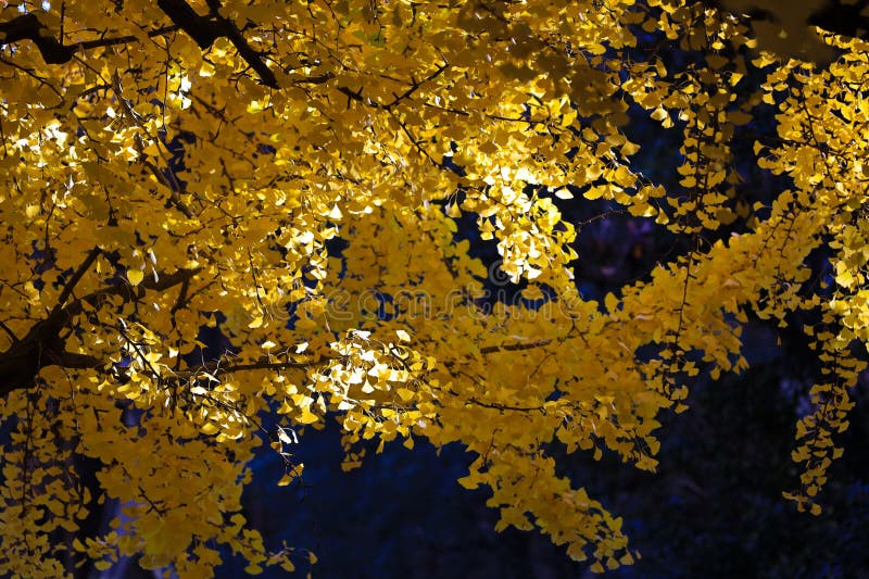 A Prestigious University of Tokyo Campus Japan Dec 7 2024 Stock Image ...