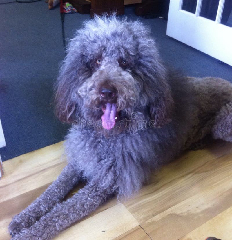 Poodle Gone Stock Photos - Free & Royalty-Free Stock Photos from Dreamstime