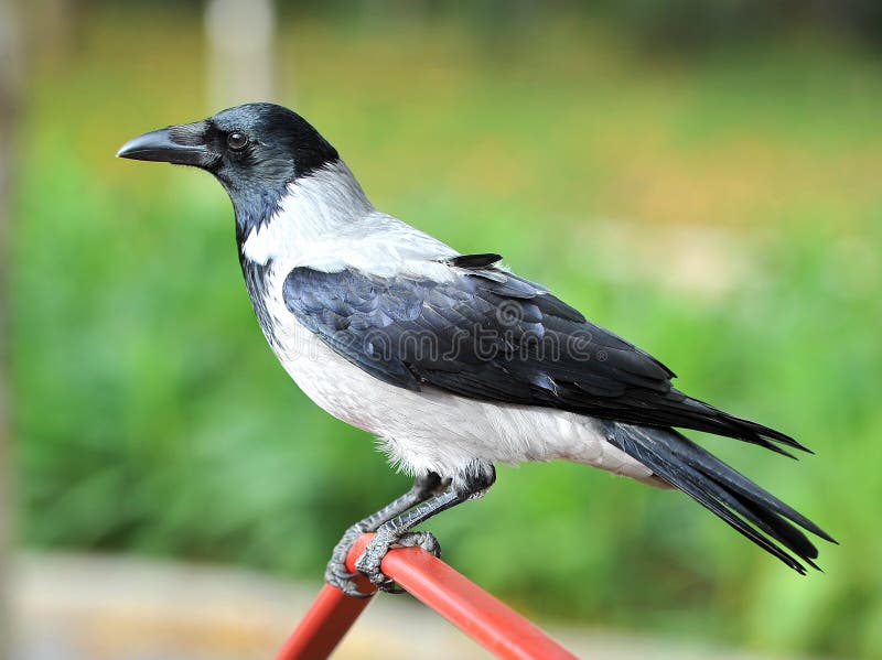 Corvo branco foto de stock. Imagem de nave, ecology, wildlife - 25995890