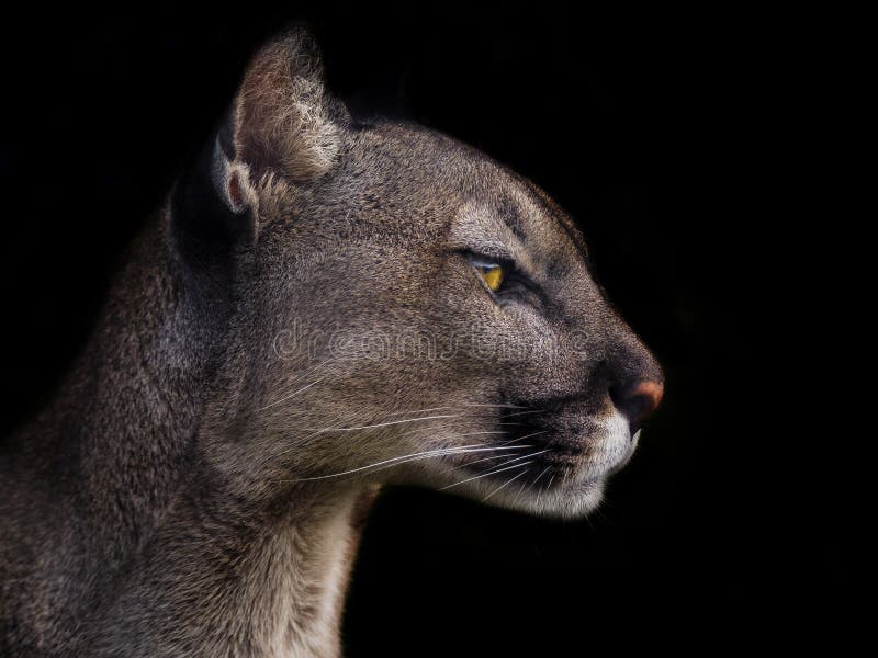 Puma preto imagem de stock. Imagem de leão, sumário, força - 5691299