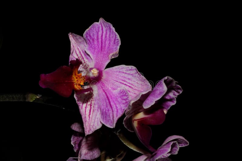 Prett stock image. Image of beauty, macro, lovely, prett - 67766539