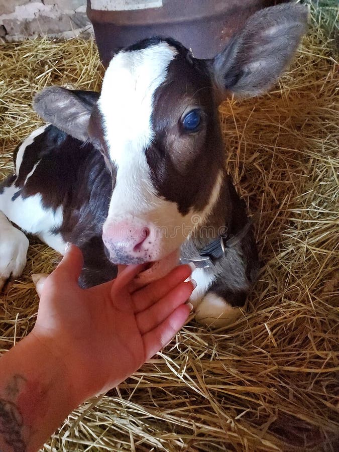 Prettiest Cow Stock Photos - Free & Royalty-Free Stock Photos from ...