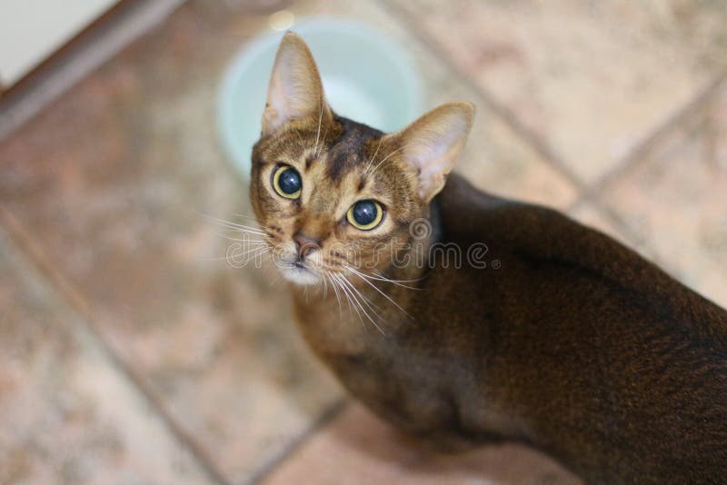 Pretty abyssinian cat stock photo. Image of strange, cute - 41138024