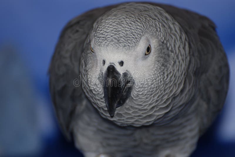 Pretty African Grey Parrot stock image. Image of african - 122989569