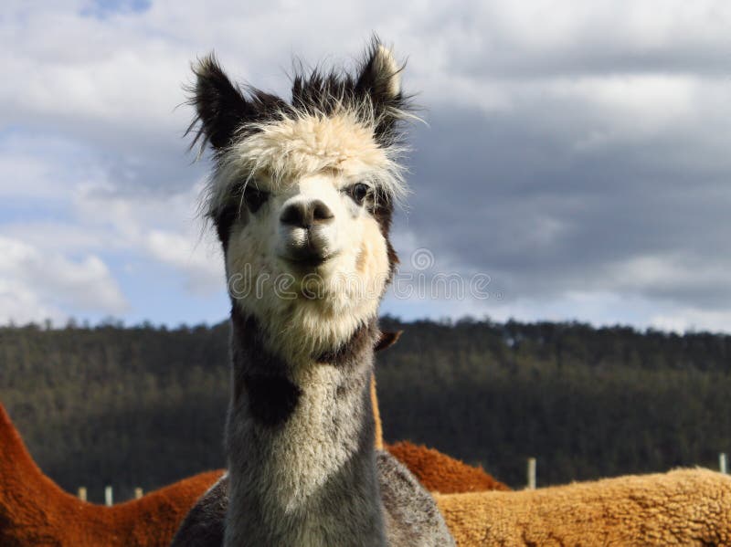 Pretty Alpaca stock image. Image of llama, peru, meadow - 23528863