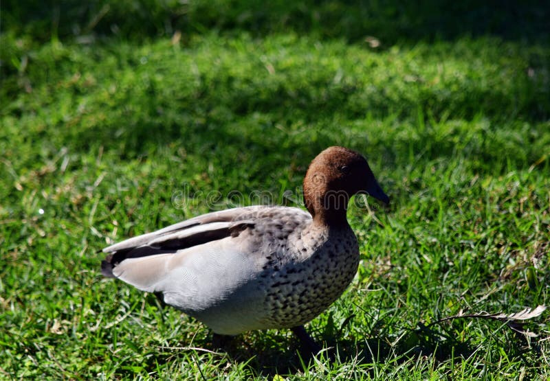 Pretty australian duck stock image. Image of autumn, cycleway - 97086877