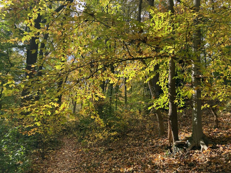 Pretty Autumnal Forest Fall Foliage in November Stock Image - Image of ...