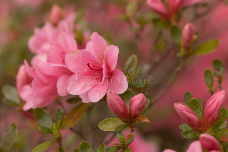 Pretty Azalea Blooms and Buds in Garden Stock Photo - Image of floral ...