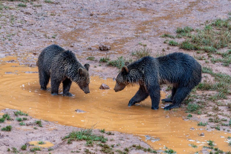 Bears in a spanish zoo stock image. Image of forest - 161217059