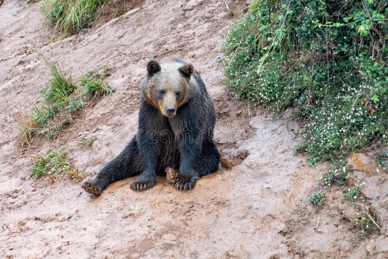 Bears in a spanish zoo stock image. Image of natural - 161217095