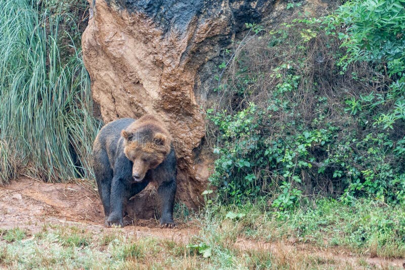 Bears in a spanish zoo stock photo. Image of wildlife - 161217390