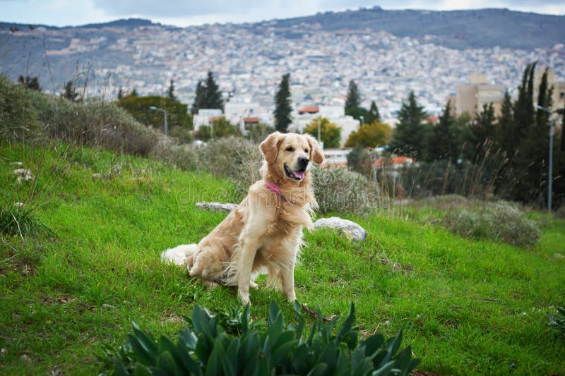 Pretty Labrador in the Park One Cloudy Day Stock Image - Image of funny ...