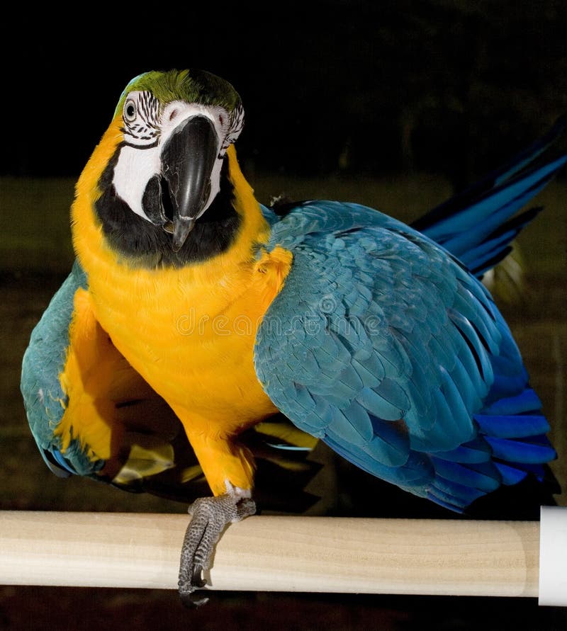 Pretty bird stock photo. Image of feathers, white, black - 22485886